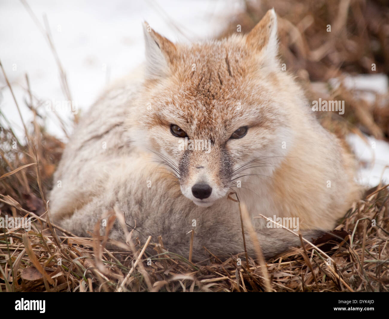 Velox hi-res stock photography and images - Alamy