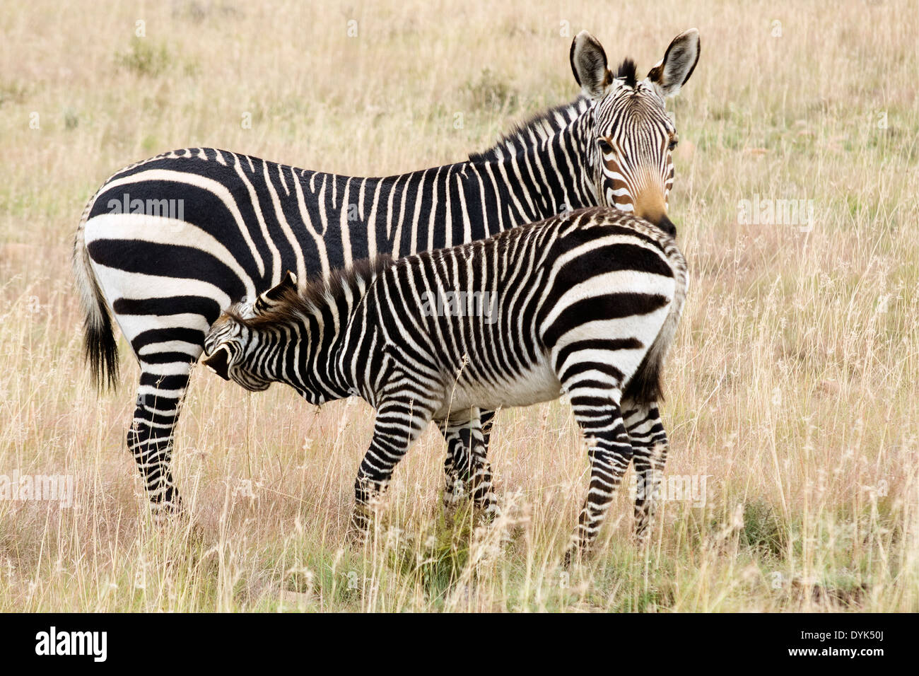 calf Cape mountain zebra suckling in their nature environment at ...