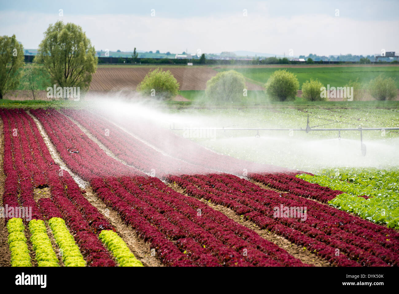 Sow salad lettuce hi-res stock photography and images - Alamy