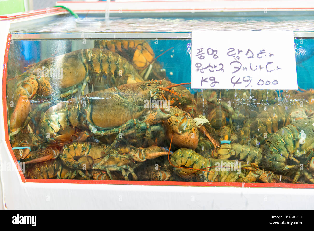 Lobster tank hi-res stock photography and images - Alamy