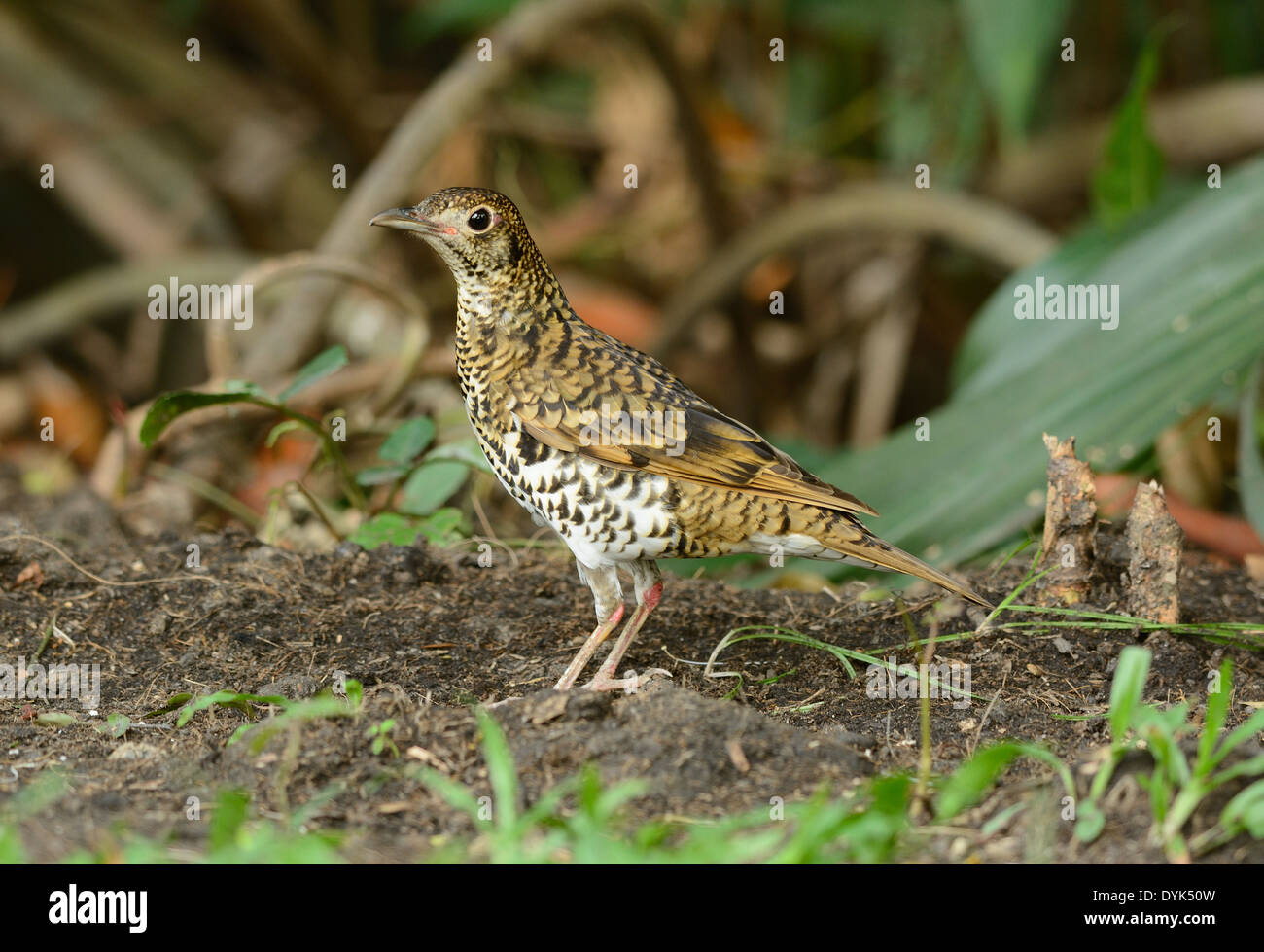 beautiful White's Thrush (Zoothera aurea) in Thai forest Stock Photo ...