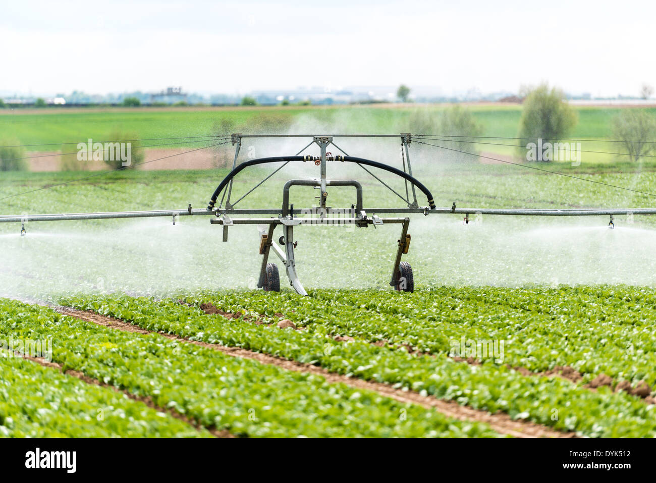 Spray irrigation of lettuce hi-res stock photography and images - Alamy