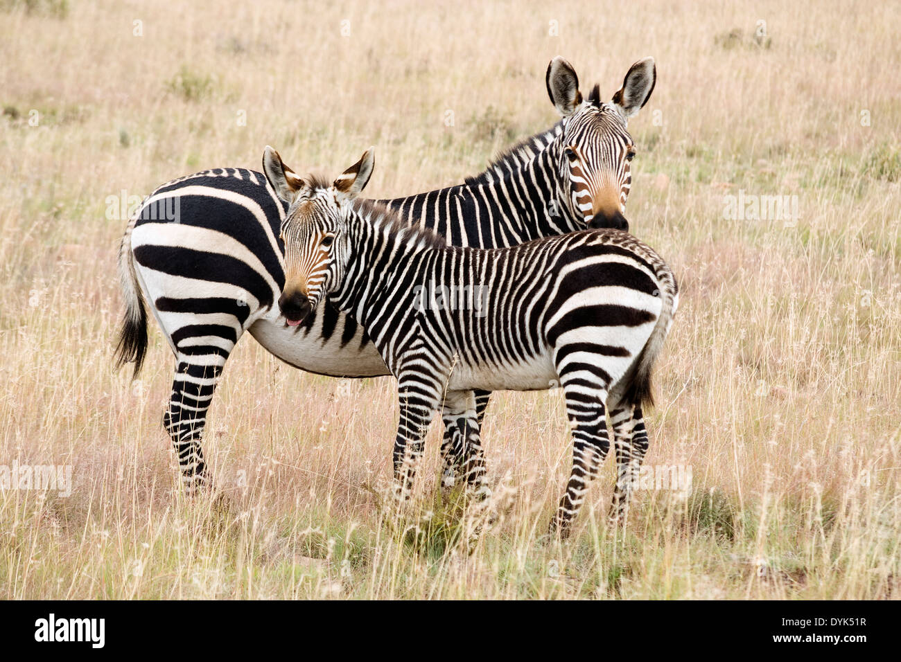 Zebra Tongue