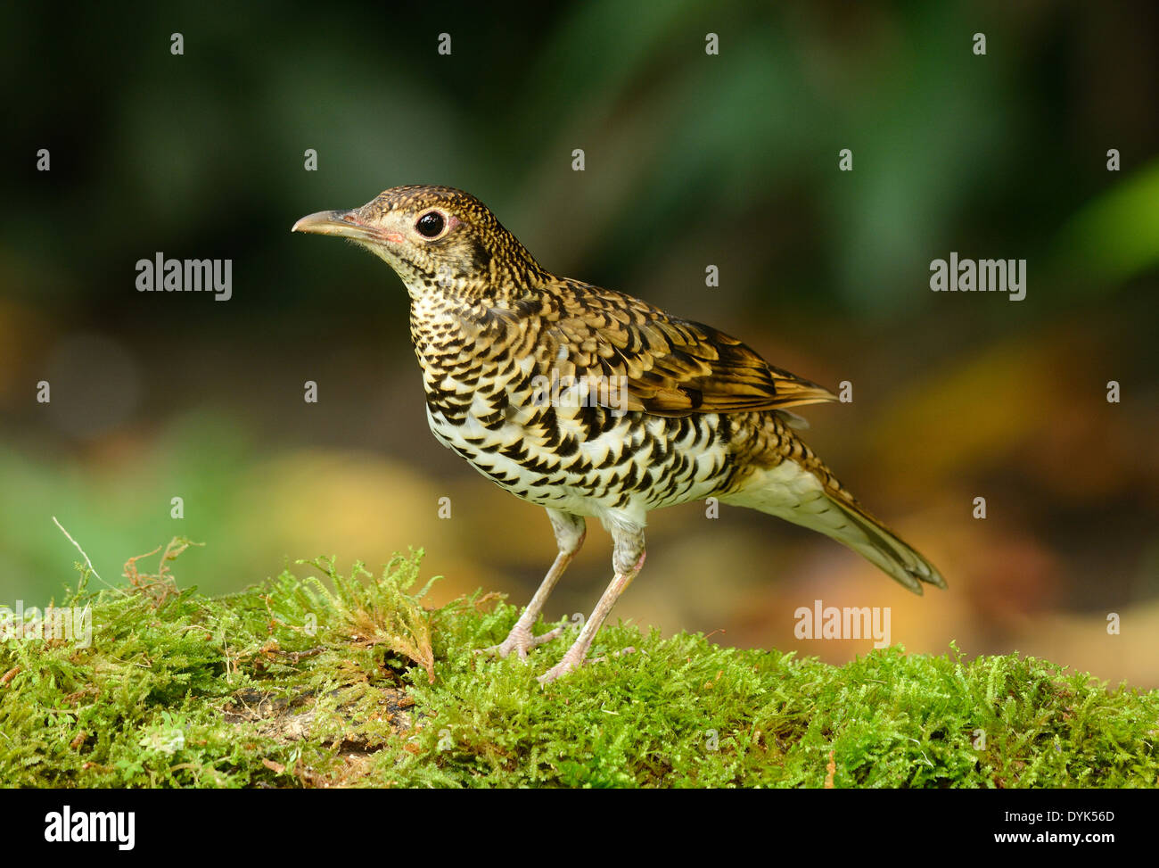 beautiful White's Thrush (Zoothera aurea) in Thai forest Stock Photo ...