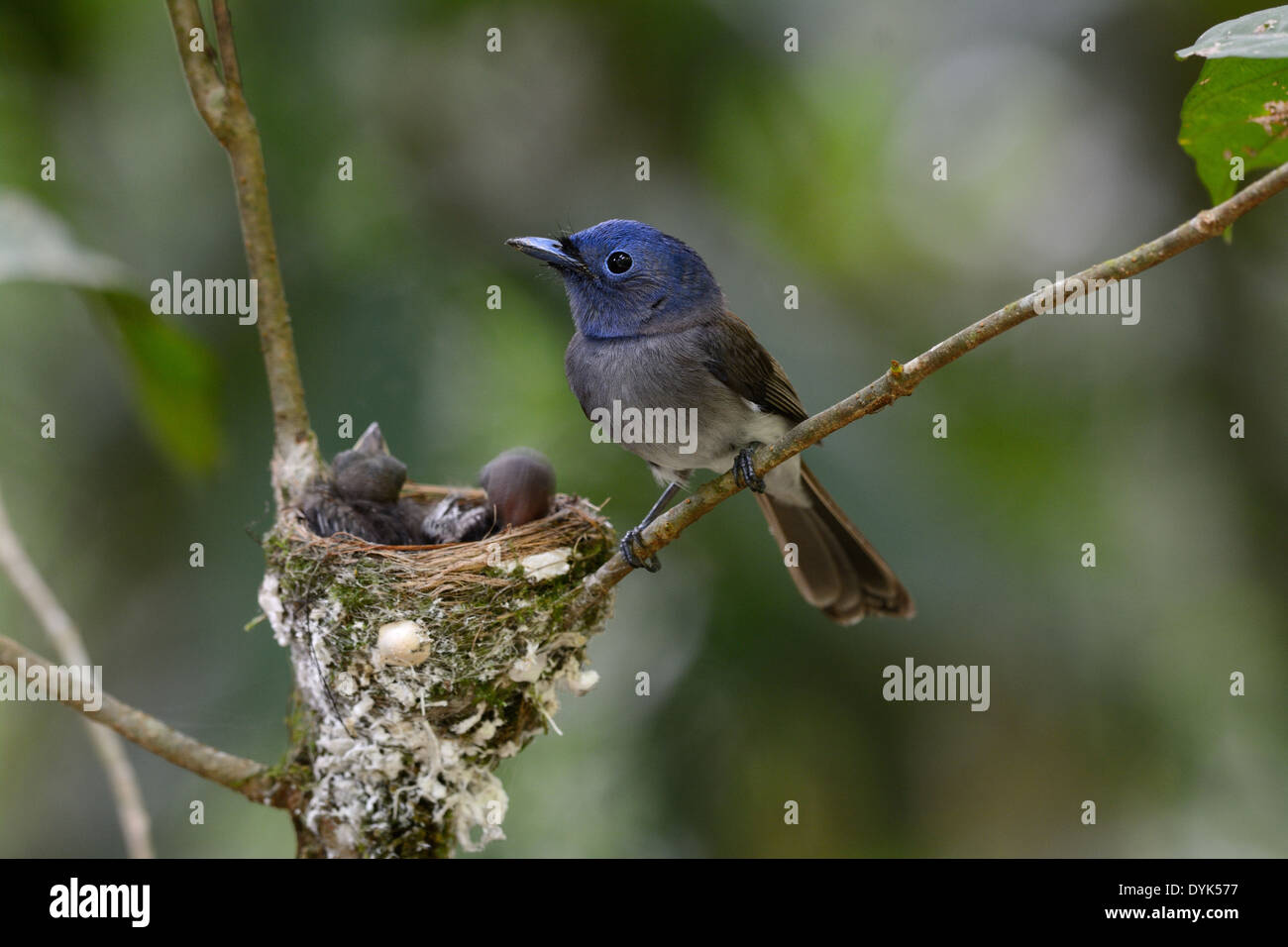 beautiful female black-nape monarch (Hypothymis azurea) protecting his ...