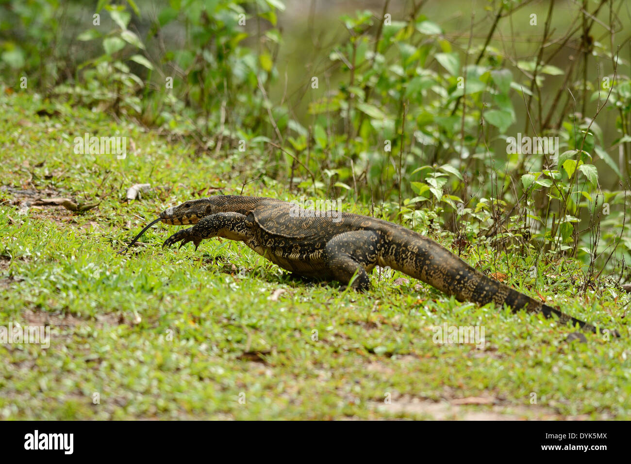 beautiful adult Water Monitor (Varanus salvator) resting on ground ...