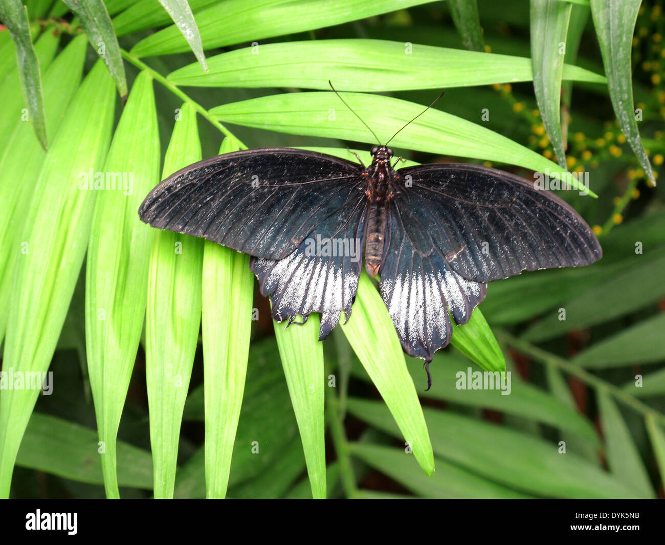Papilo High Resolution Stock Photography and Images - Alamy