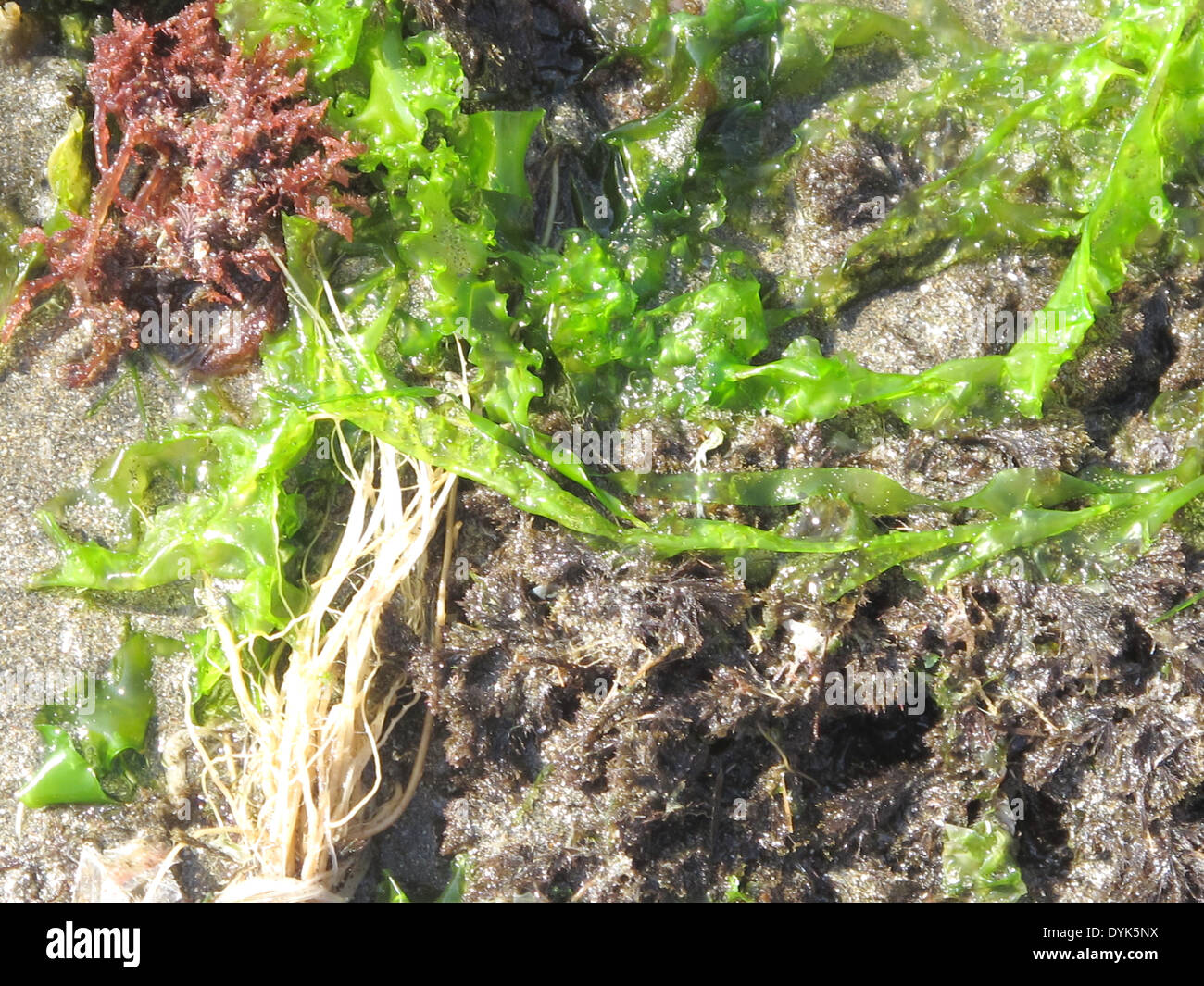 A background image of the texture of seaweed Stock Photo - Alamy