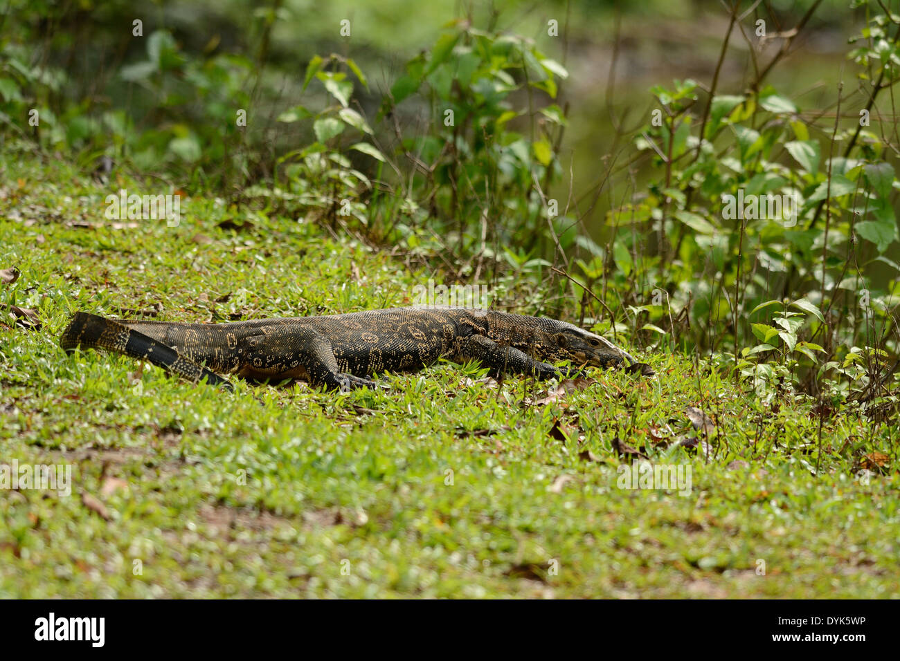 beautiful adult Water Monitor (Varanus salvator) resting on ground ...