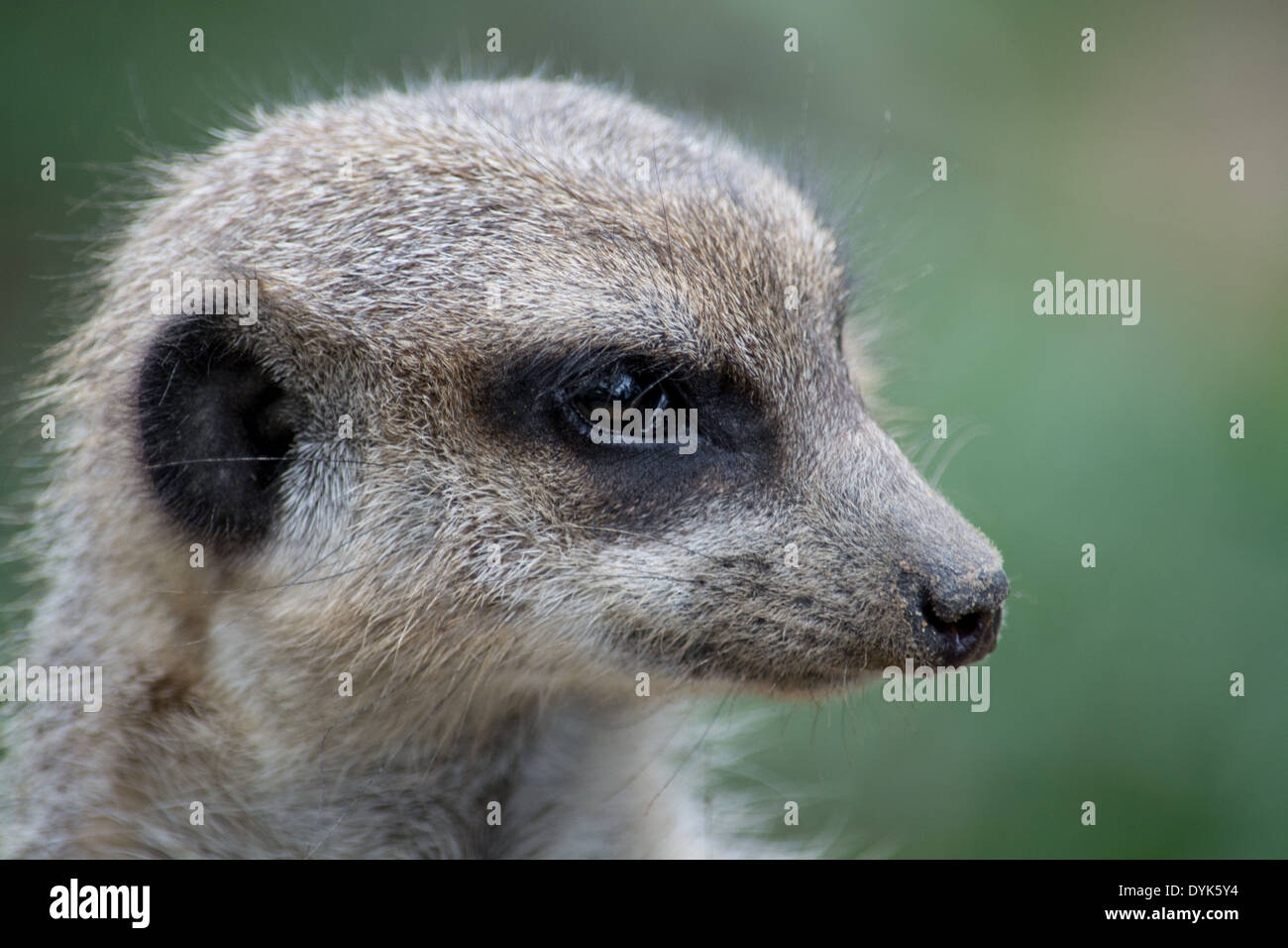 Meerkat Face Outline