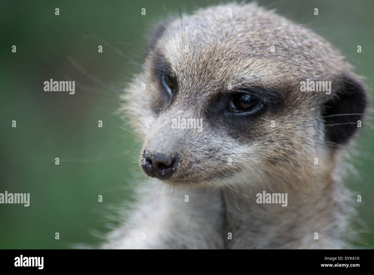 a close up of a meerkat's face Stock Photo - Alamy