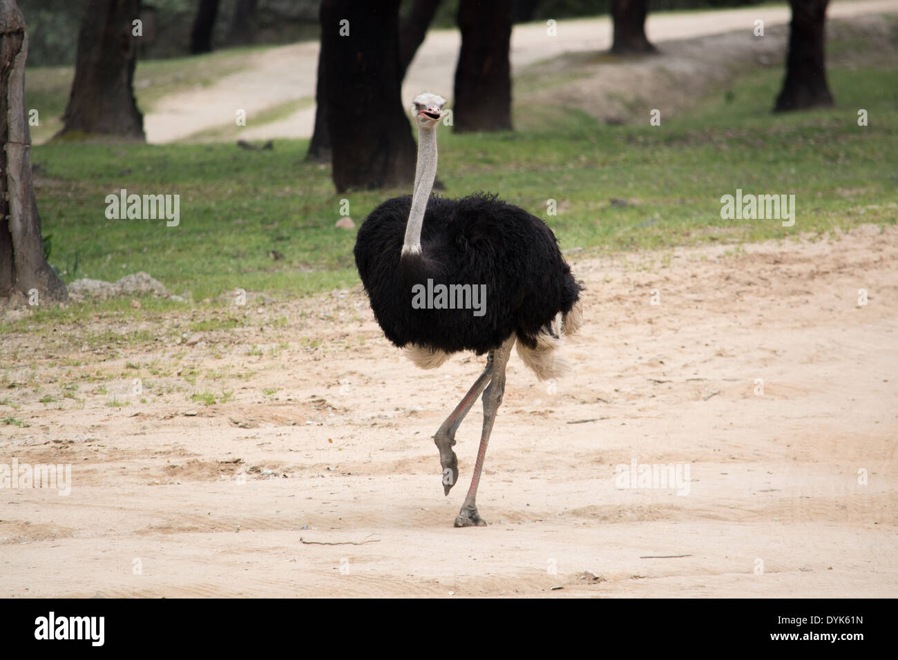 an ostrich running Stock Photo - Alamy