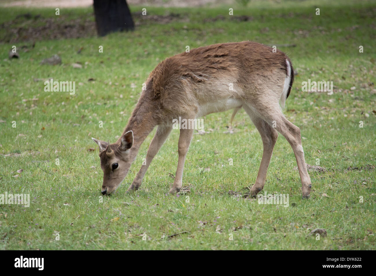Deer eating grass hi-res stock photography and images - Alamy