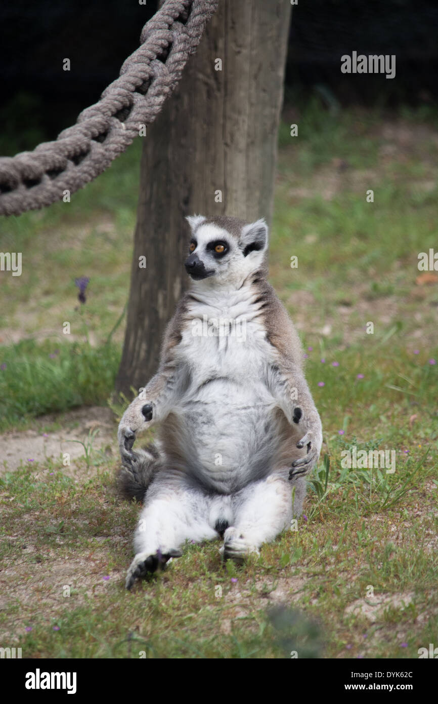 Funny lemur hi-res stock photography and images - Alamy