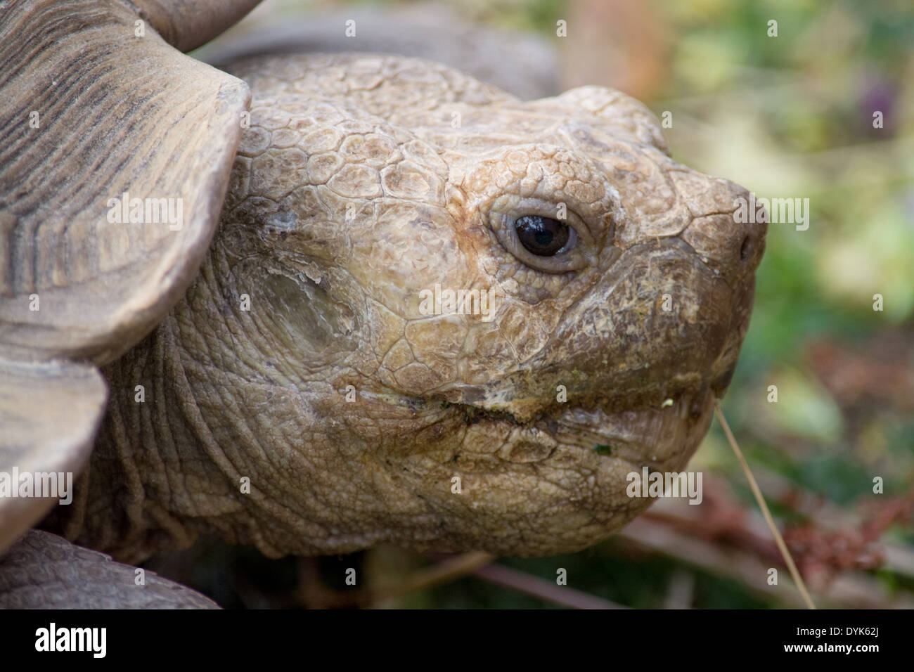 Old turtle hi-res stock photography and images - Alamy