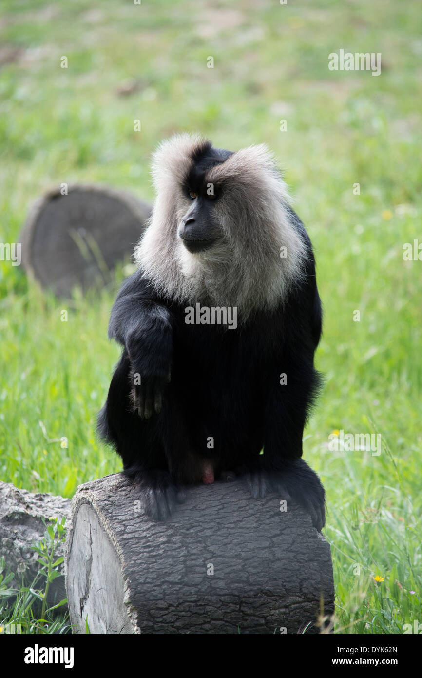 a monkey sitting on a tree log looking away Stock Photo - Alamy