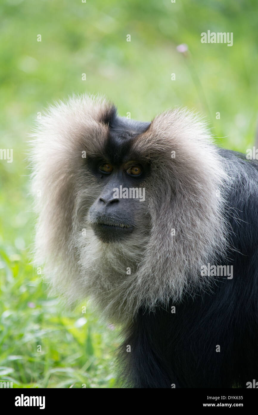 Monkey looking camera hi-res stock photography and images - Alamy