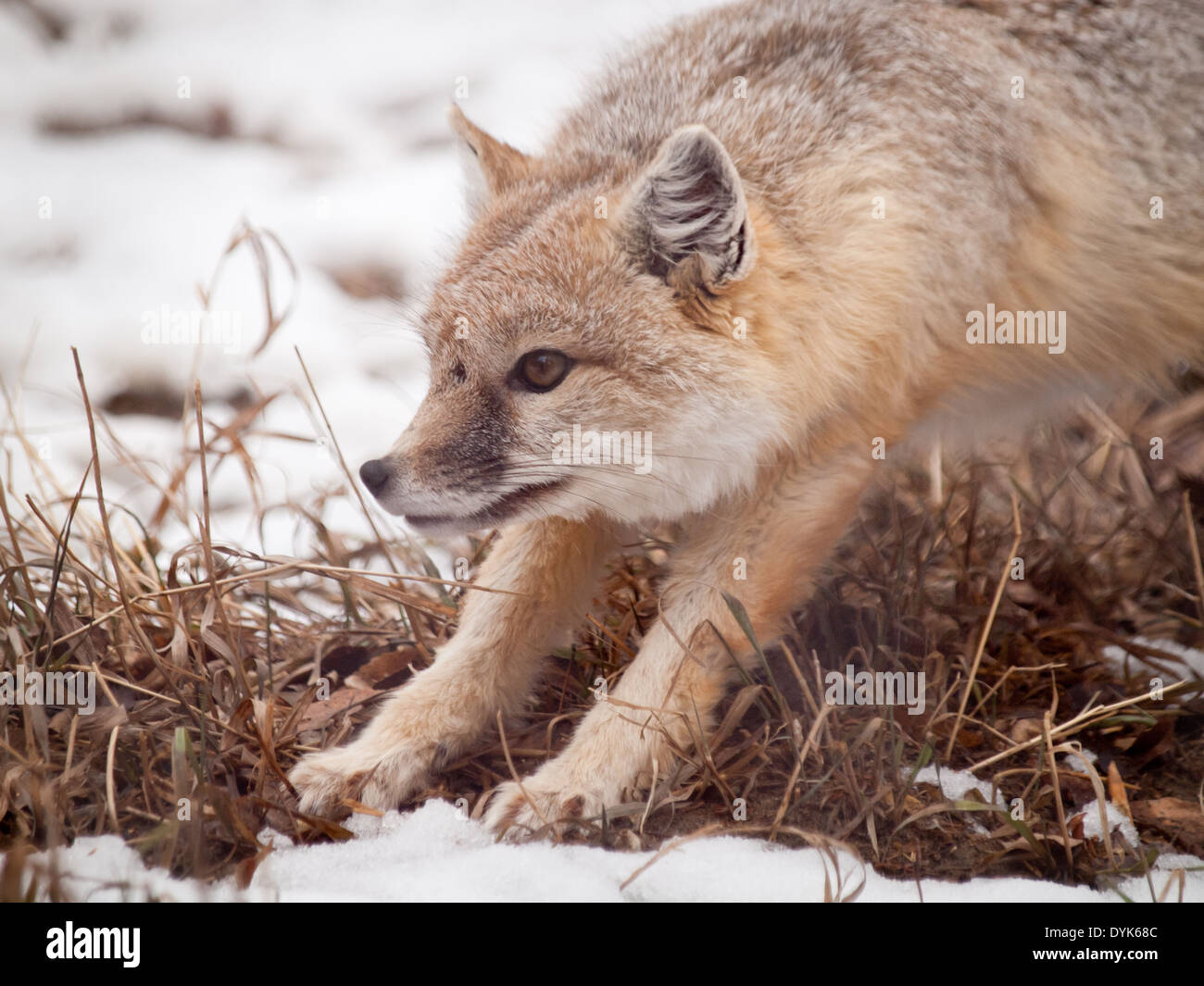 A beautiful Swift Fox (Vulpes velox Stock Photo - Alamy