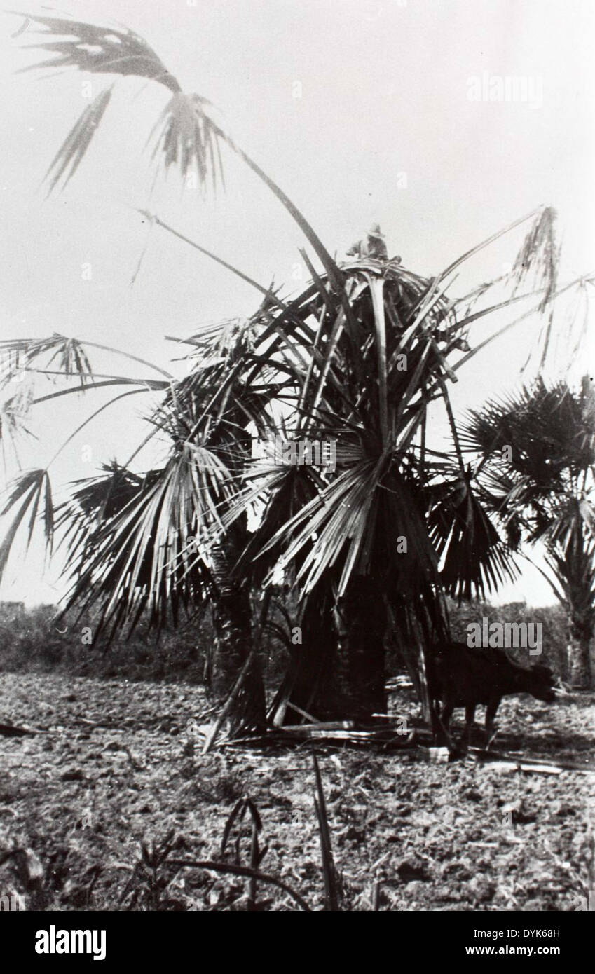 Photograph of the 90th Bomb Group during World War II, featuring the B ...