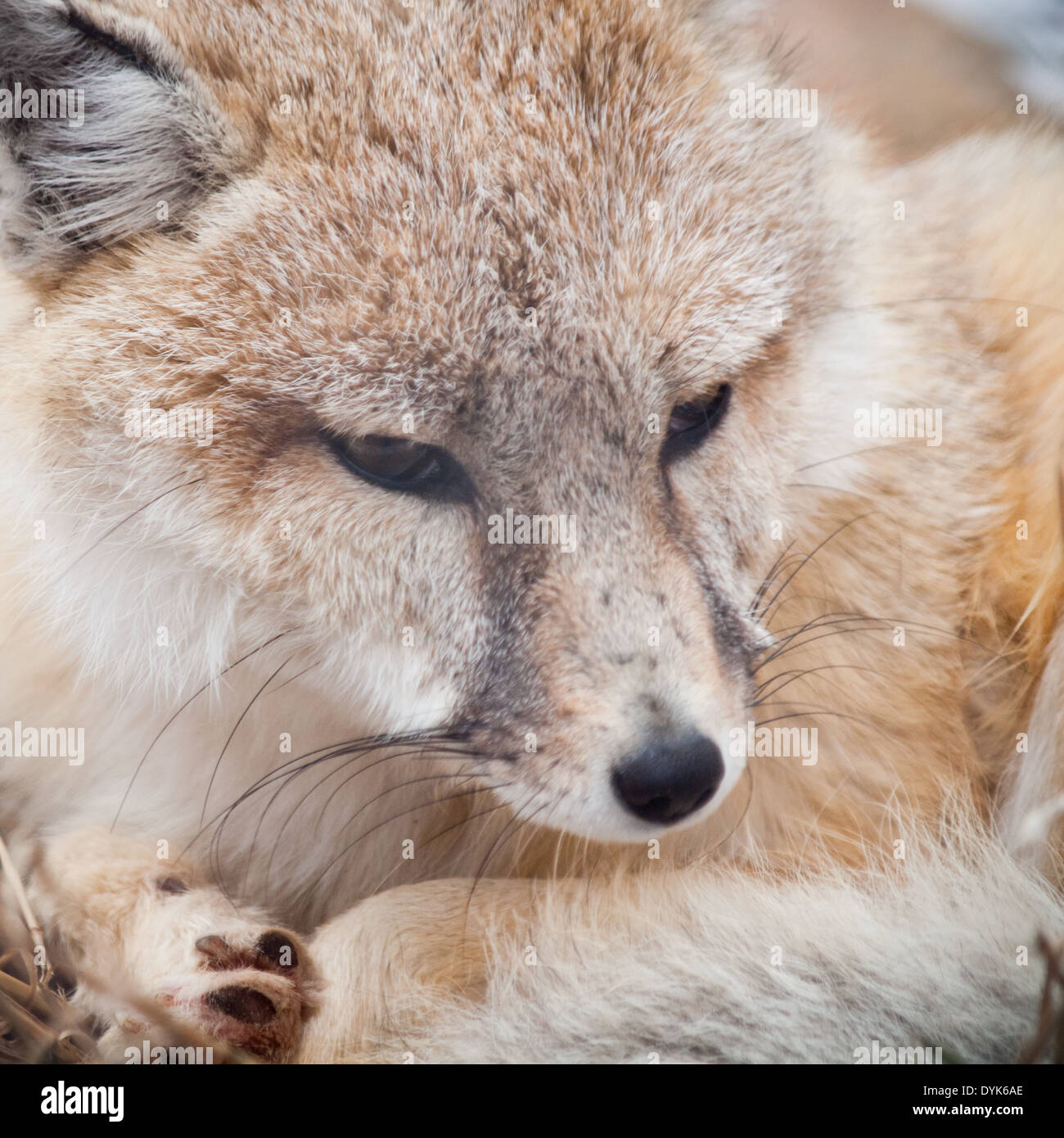 Swift Fox High Resolution Stock Photography and Images - Alamy