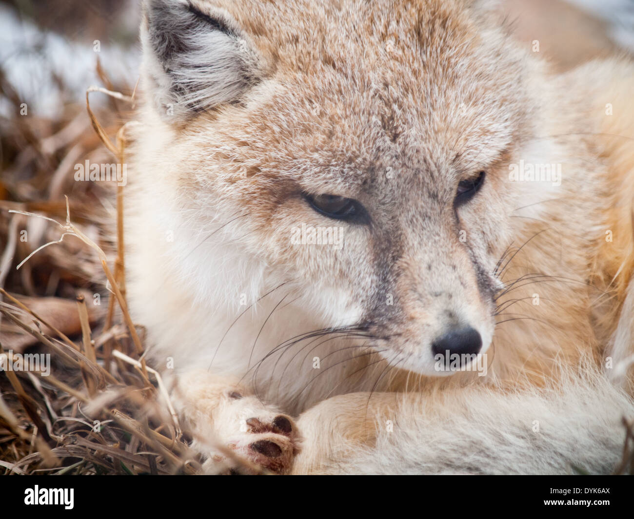 A beautiful Swift Fox (Vulpes velox Stock Photo - Alamy