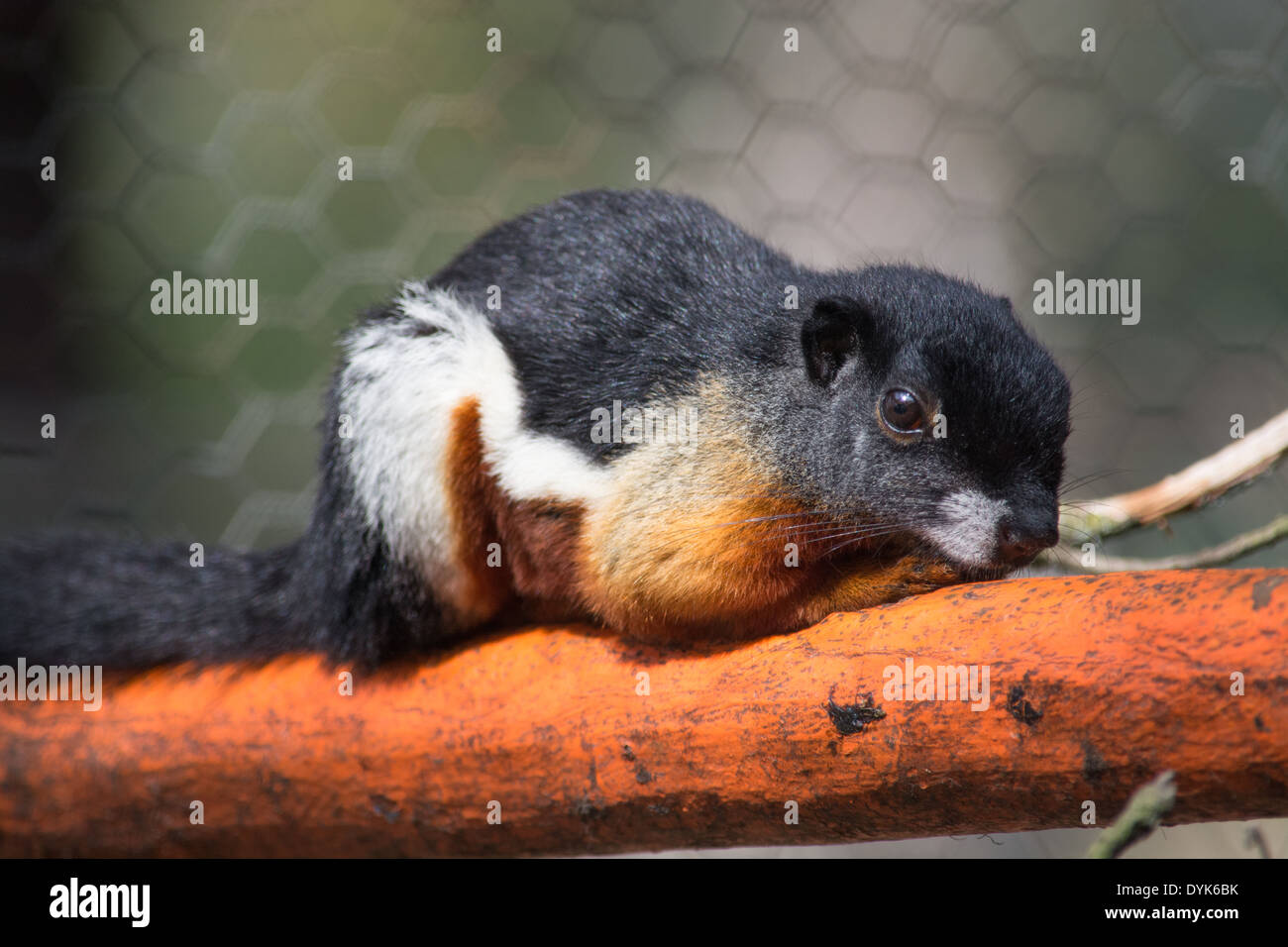 Colorful squirrel hi-res stock photography and images - Alamy