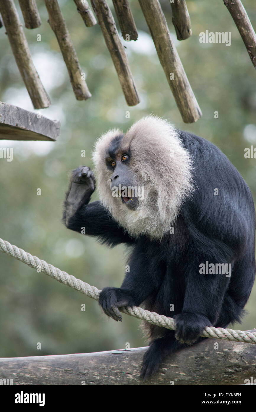 Monkey foot hi-res stock photography and images - Alamy