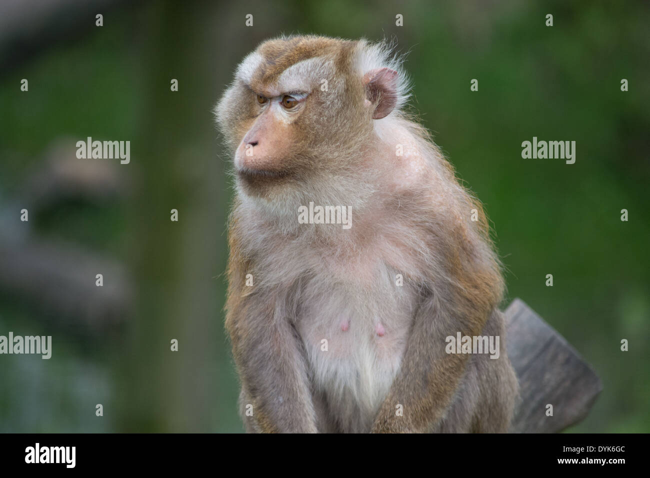 a monkey looking away Stock Photo - Alamy
