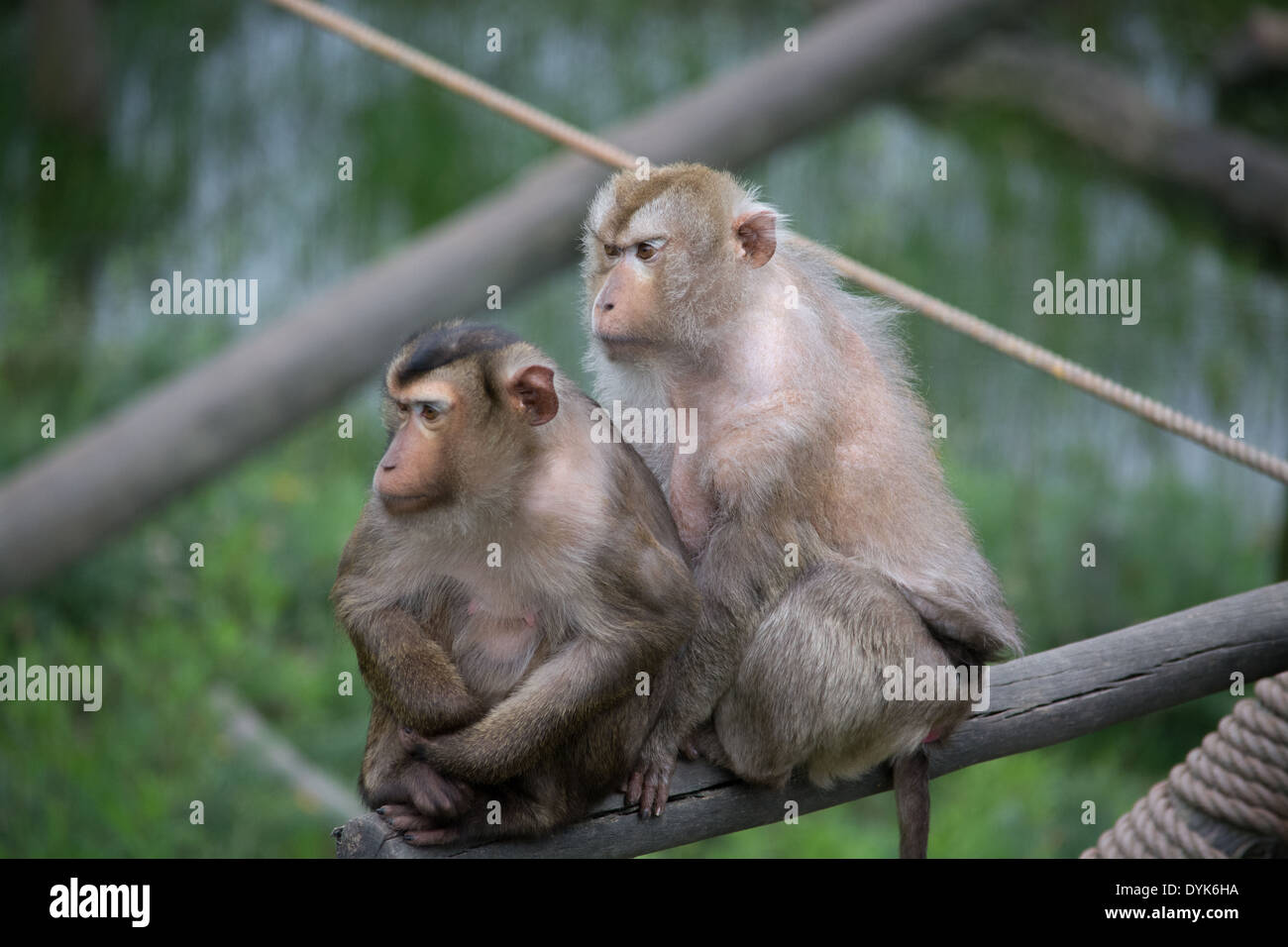Two monkeys together hi-res stock photography and images - Alamy