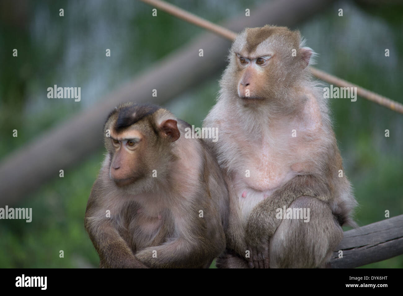 two monkeys sitting together Stock Photo - Alamy