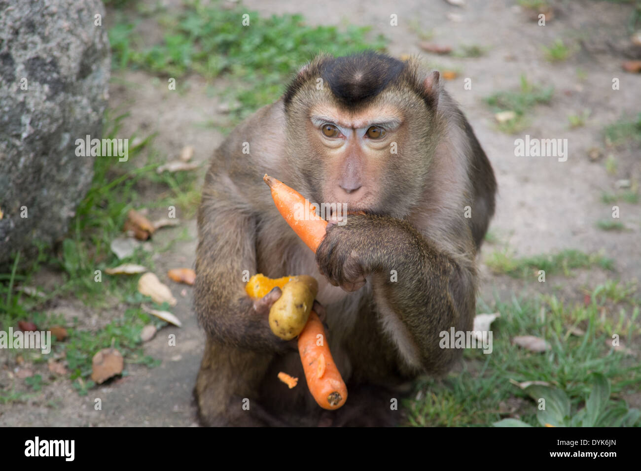 Monkey holding hi-res stock photography and images - Alamy