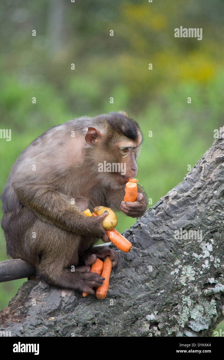 a monkey holding food Stock Photo - Alamy