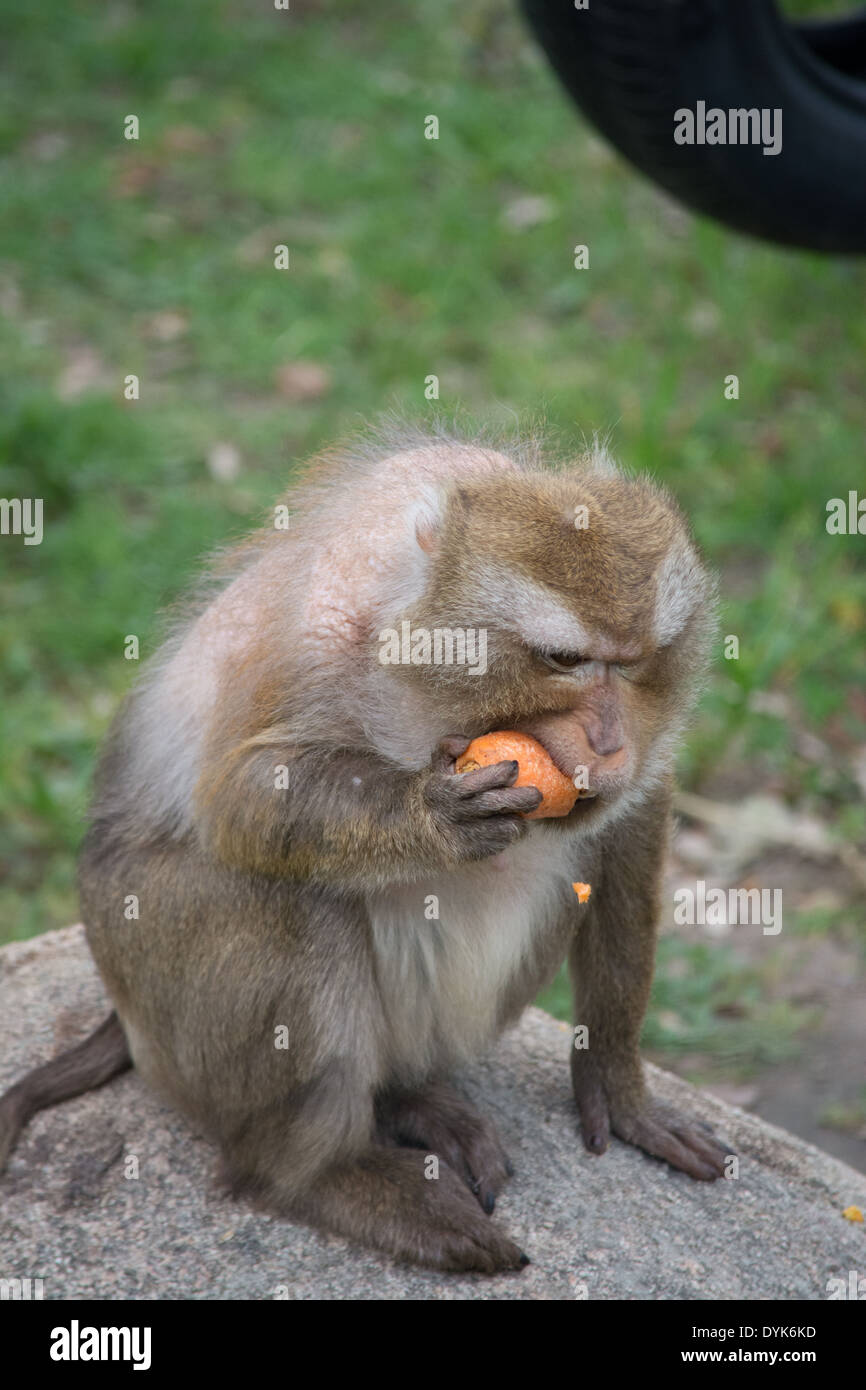 a monkey eating an orange Stock Photo - Alamy