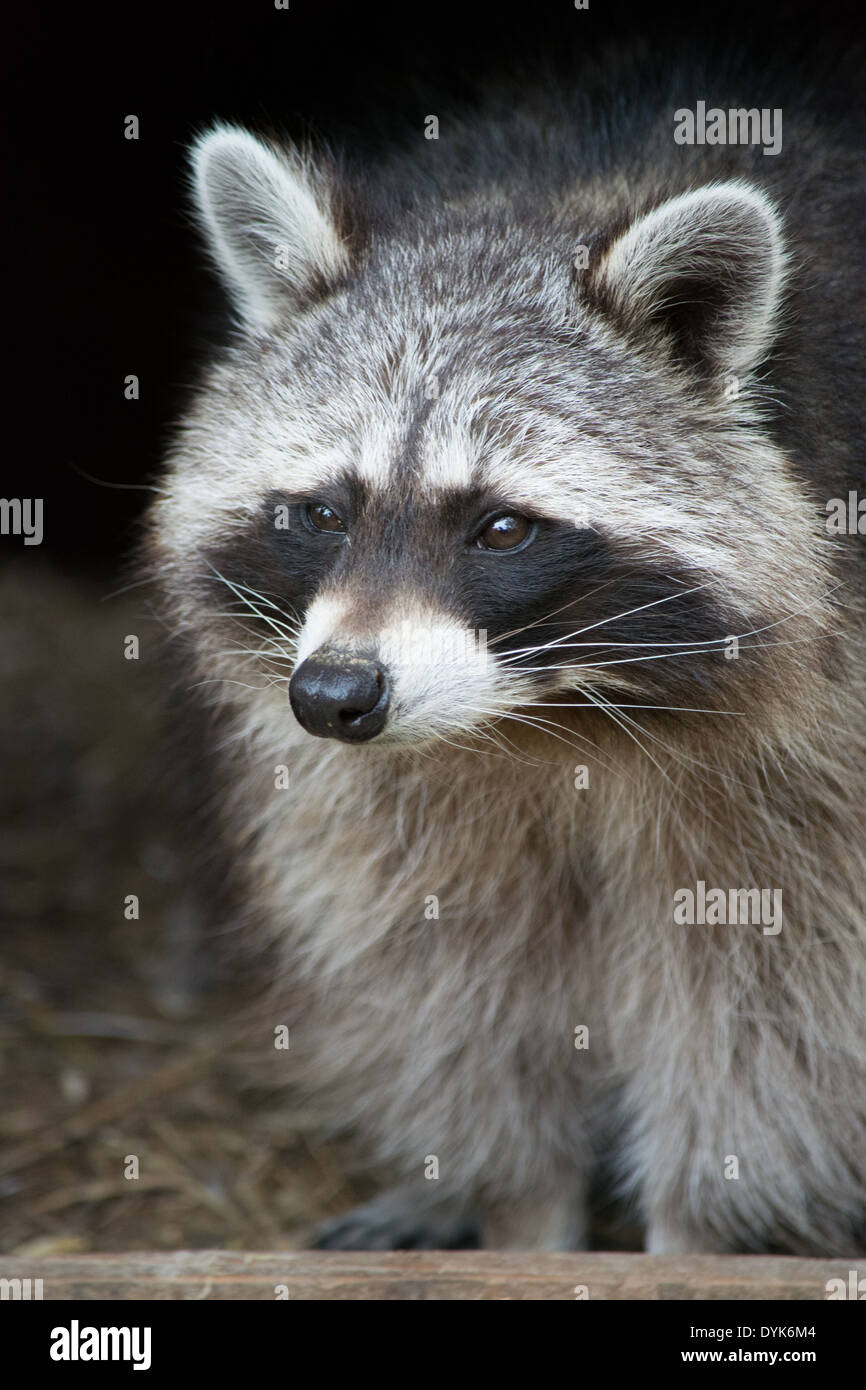Racoon head hi-res stock photography and images - Alamy