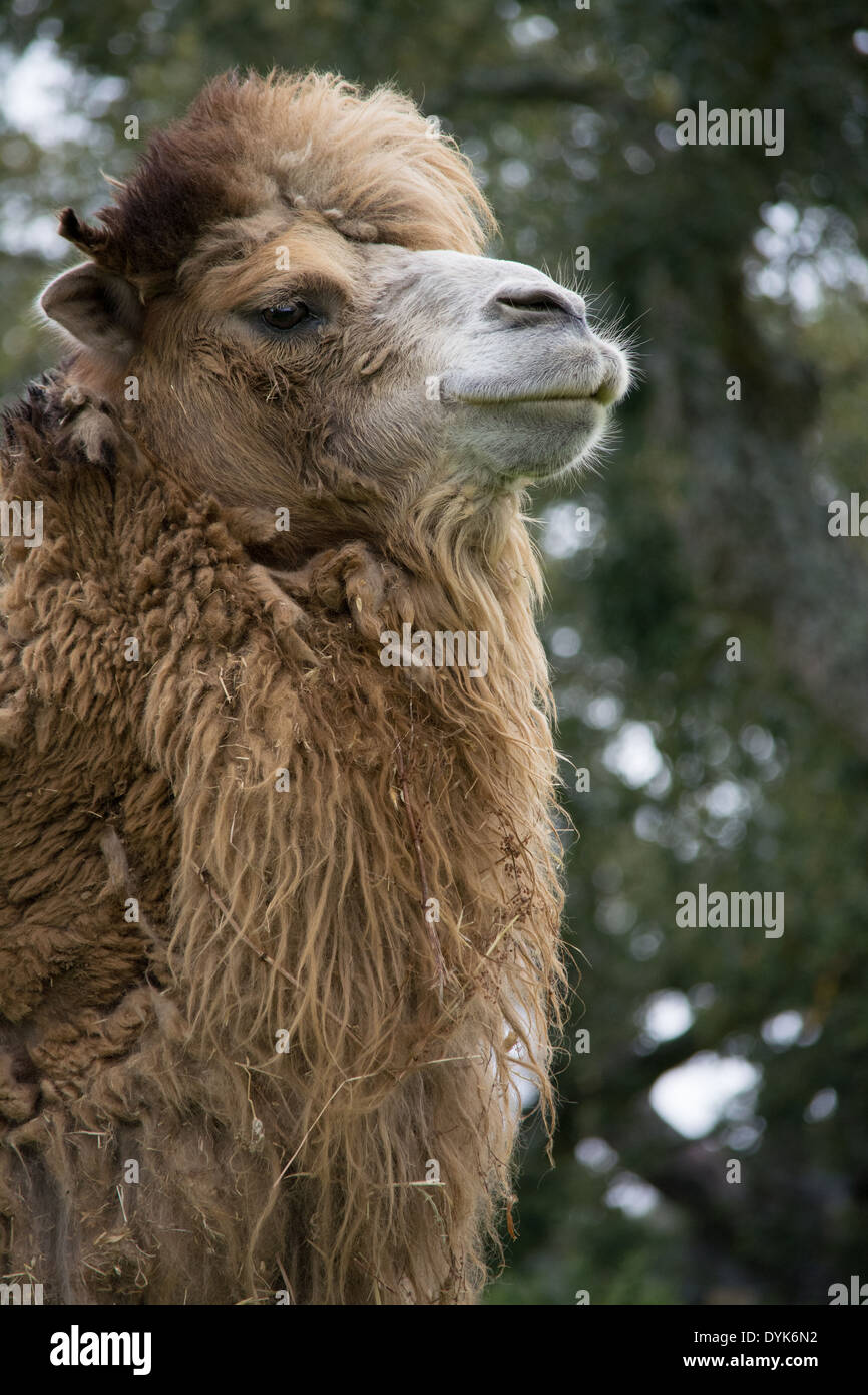Photo of a camel hi-res stock photography and images - Alamy