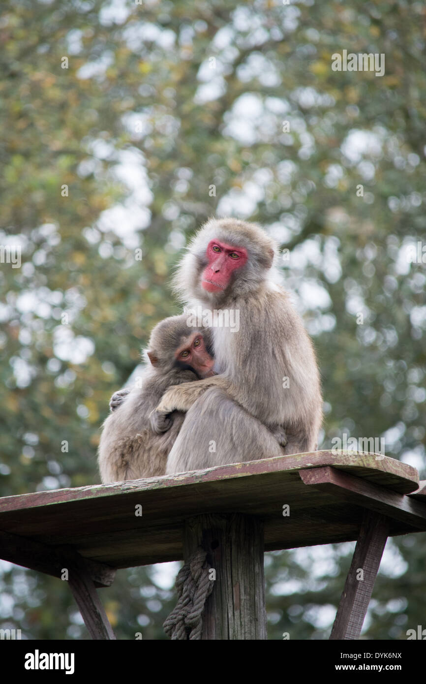 Monkeys hugging hi-res stock photography and images - Alamy