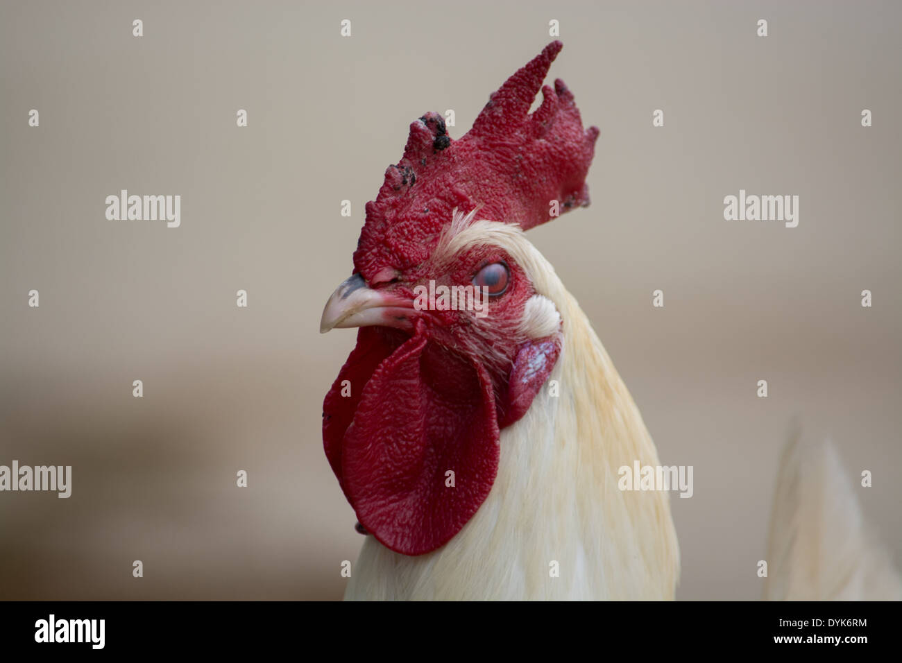 Chicken face hi-res stock photography and images - Alamy