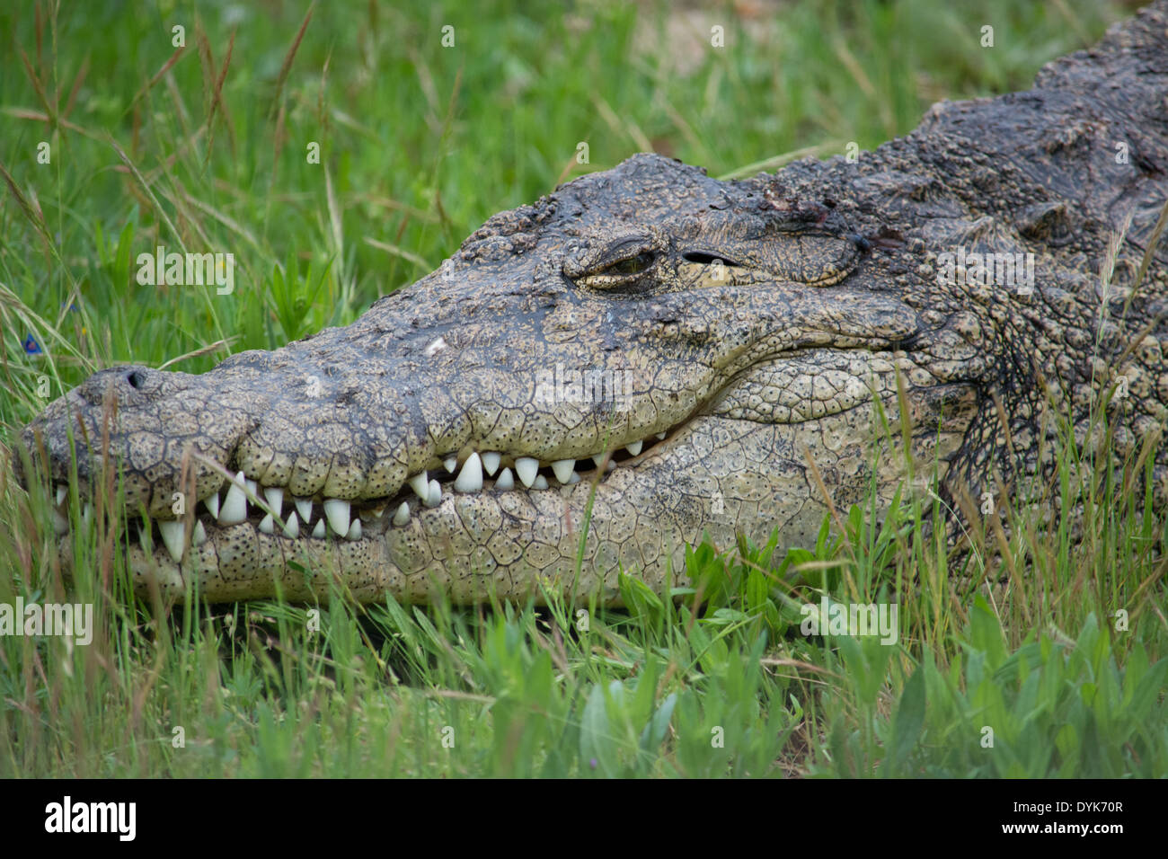 a close up of a crocodiles face Stock Photo - Alamy