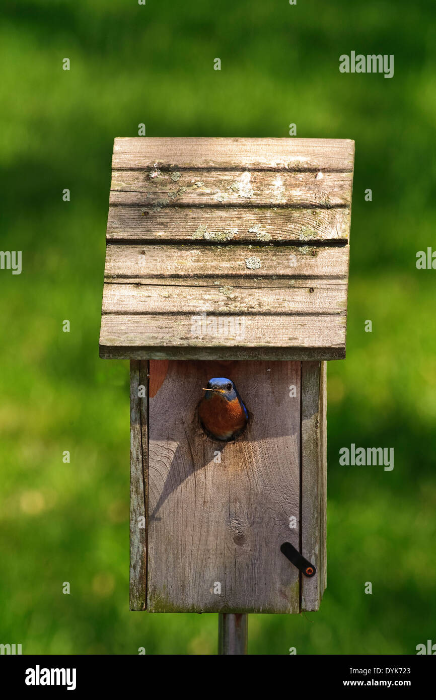 Bluebird building a nest in a bird house Stock Photo - Alamy