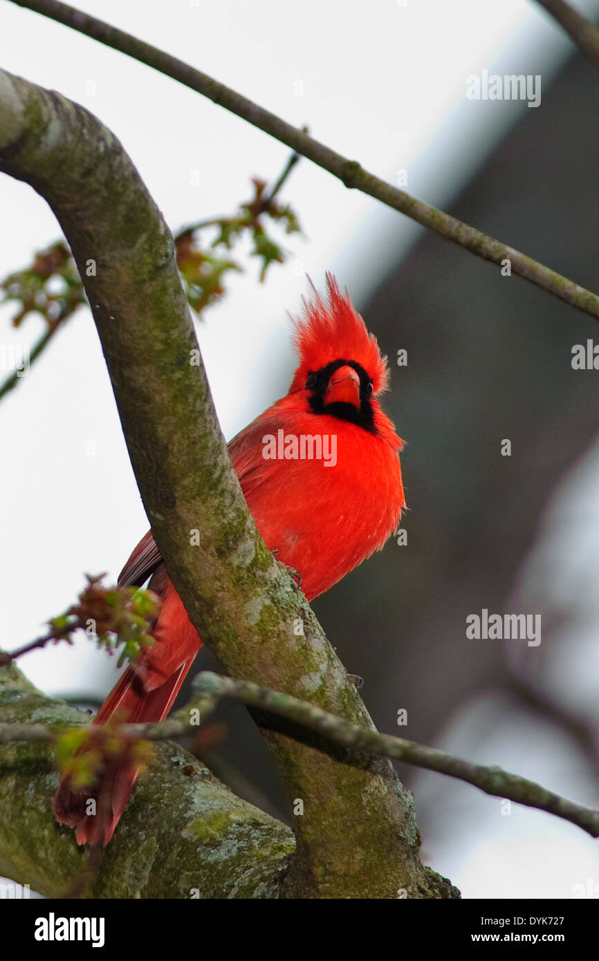 Cardinal sitting in tree hi-res stock photography and images - Alamy