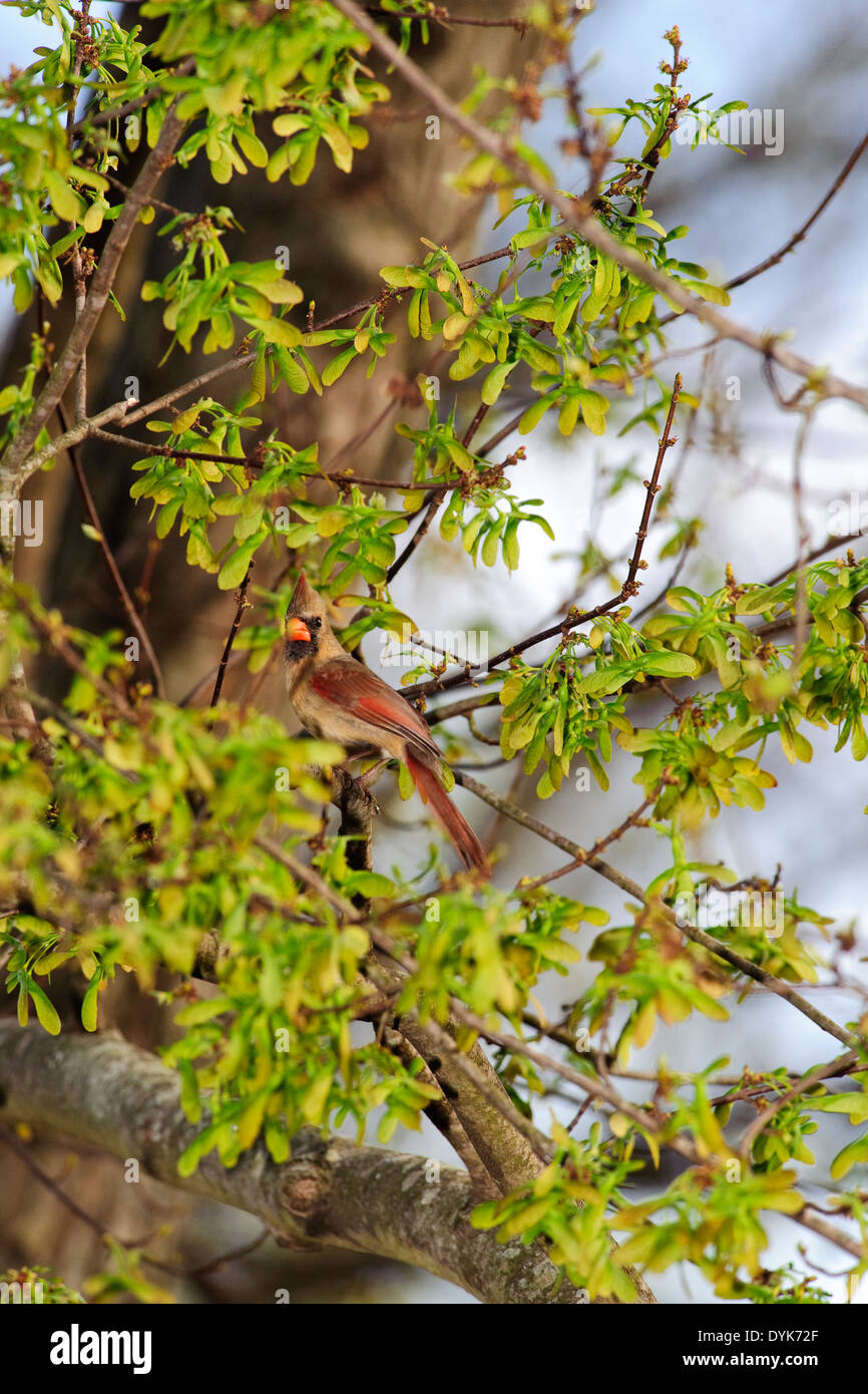 Female cardinal sitting in a maple tree in the spring Stock Photo - Alamy