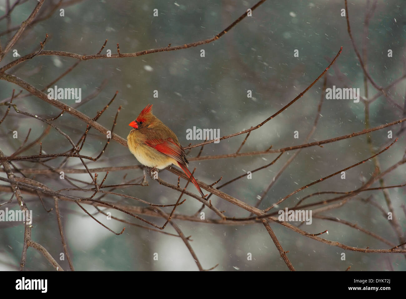 Female Northern Cardinal in a tree during a winter snow Stock Photo - Alamy