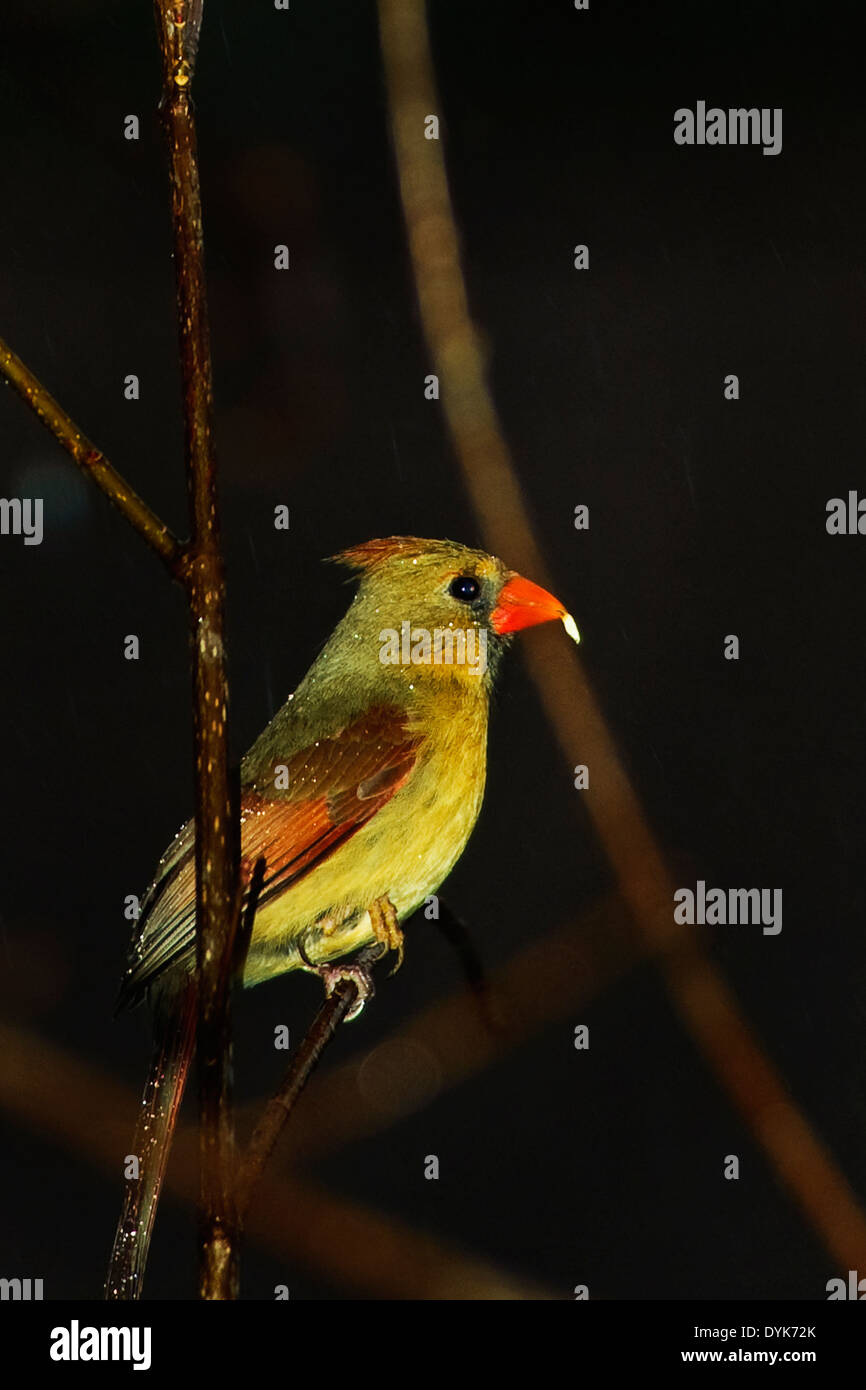 Female cardinal on a branch in the rain Stock Photo - Alamy