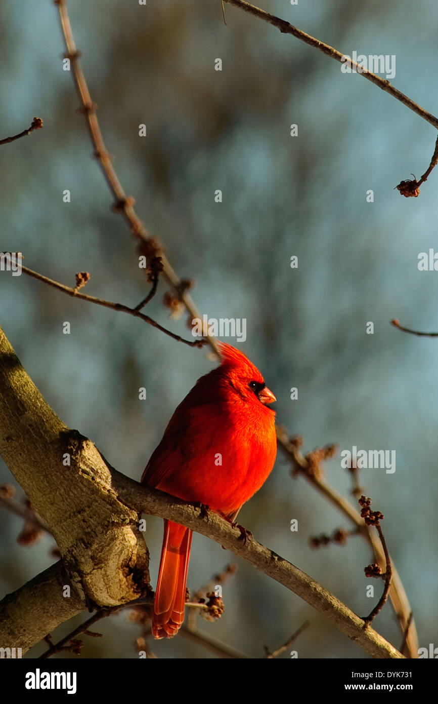Male Northern Cardinal in tree in spring Stock Photo - Alamy