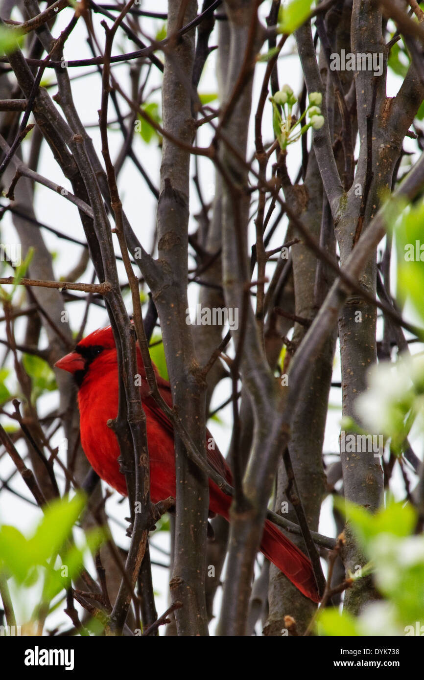 Male Northern Cardinal in Bradford Pear tree in spring Stock Photo - Alamy