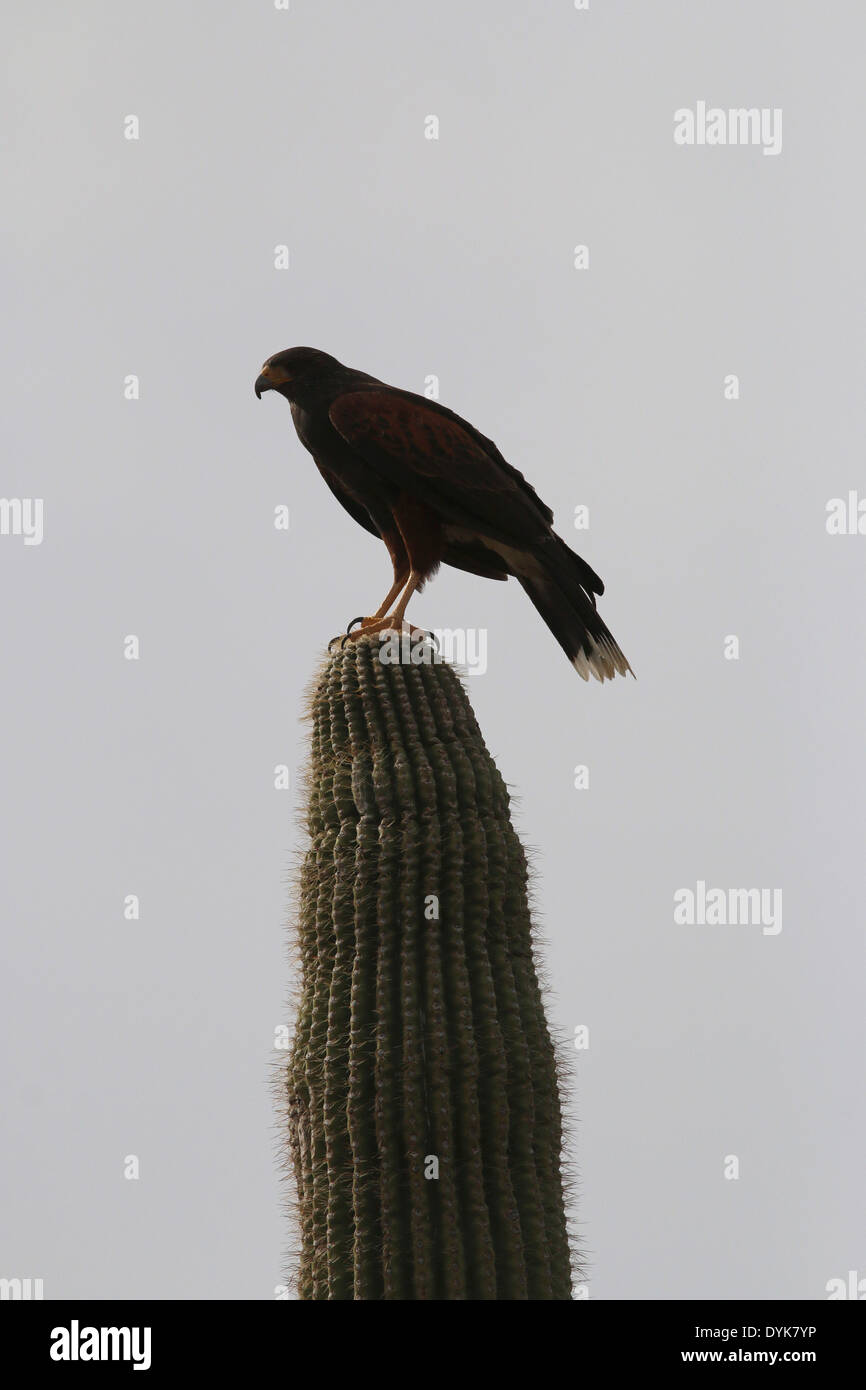 Harris hawk hunting group hi-res stock photography and images - Alamy