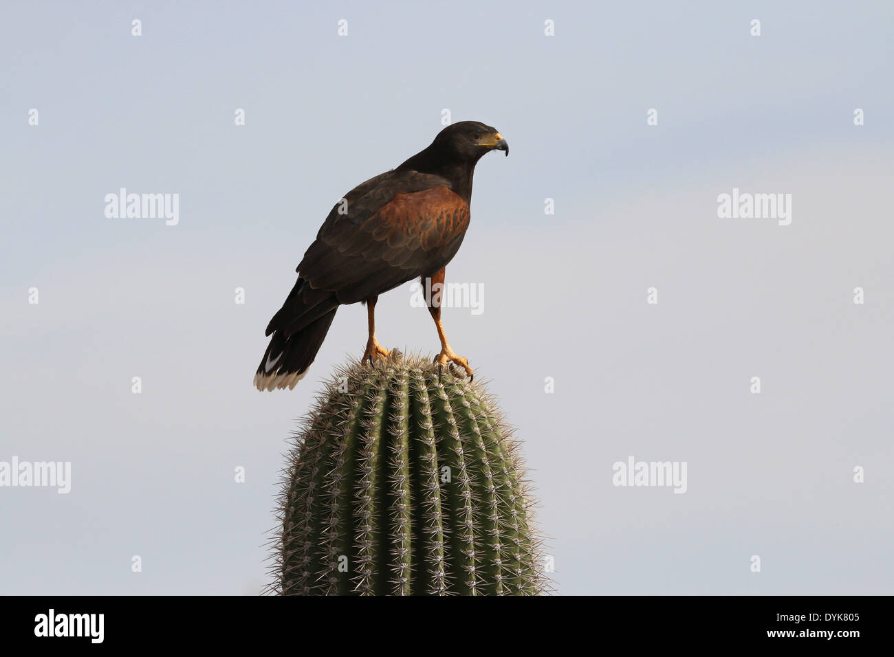Harris hawk hunting group hi-res stock photography and images - Alamy