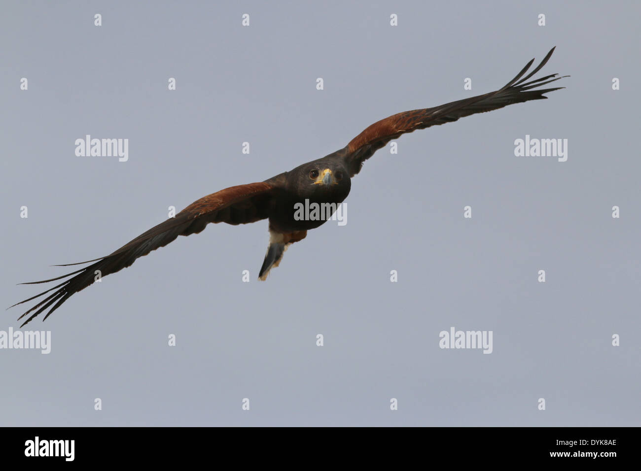 Harris hawk on saguaro cactus Arizona Stock Photo - Alamy