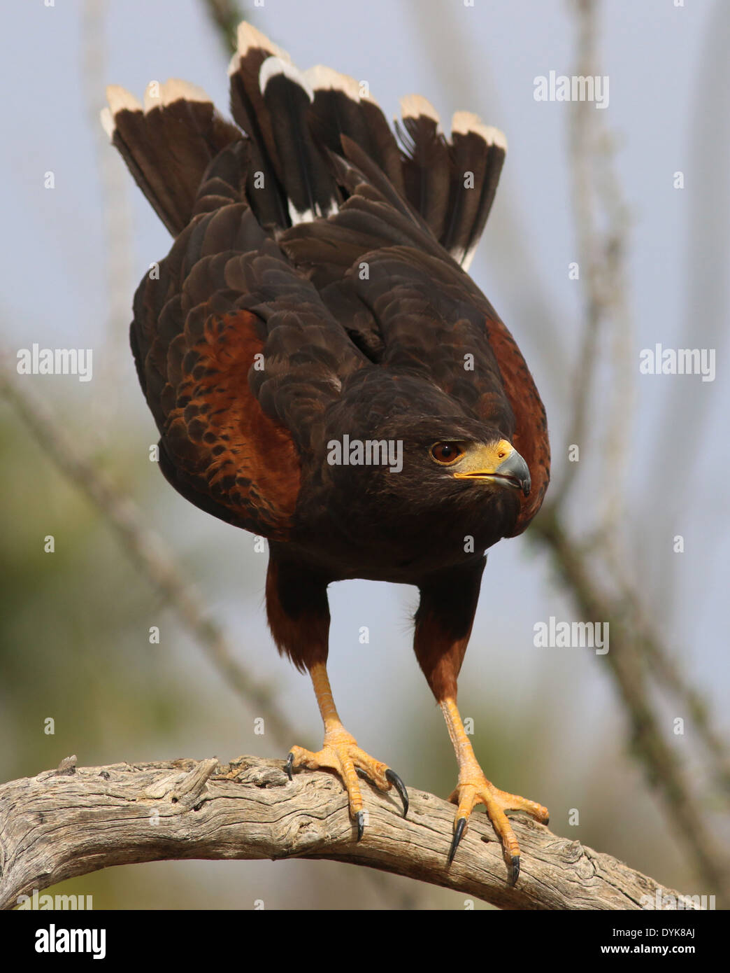 Harris hawk hi-res stock photography and images - Alamy