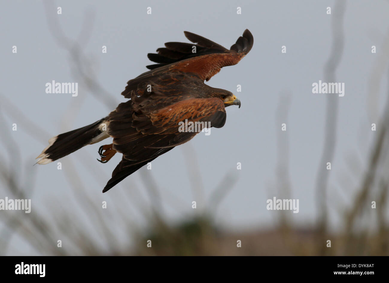 Harris Hawk Cactus High Resolution Stock Photography and Images - Alamy